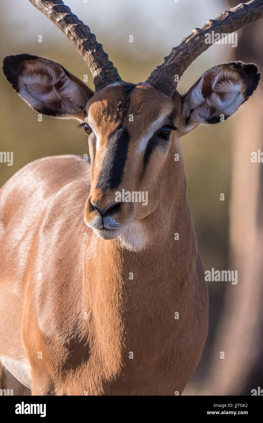 African male impala, Aepyceros melampus, from Namibia, endemic to ...