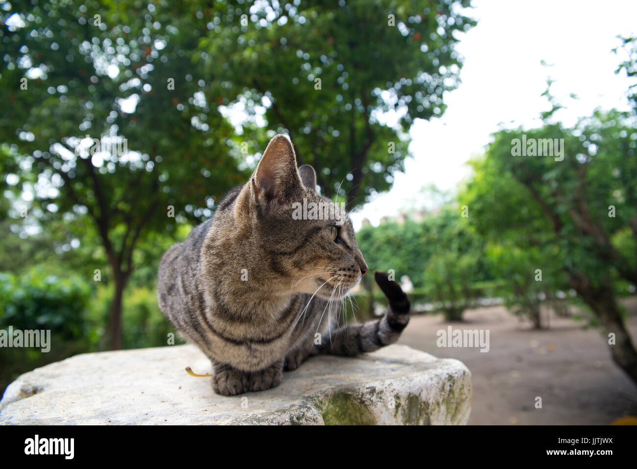 Cat seville spain hi-res stock photography and images - Alamy