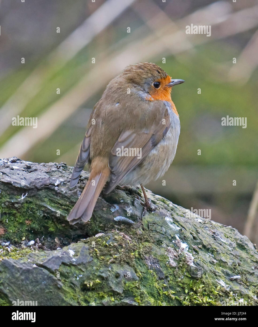 Robin, Scottish Highlands, + Pennington Flash, Leigh, And Cheshire ...