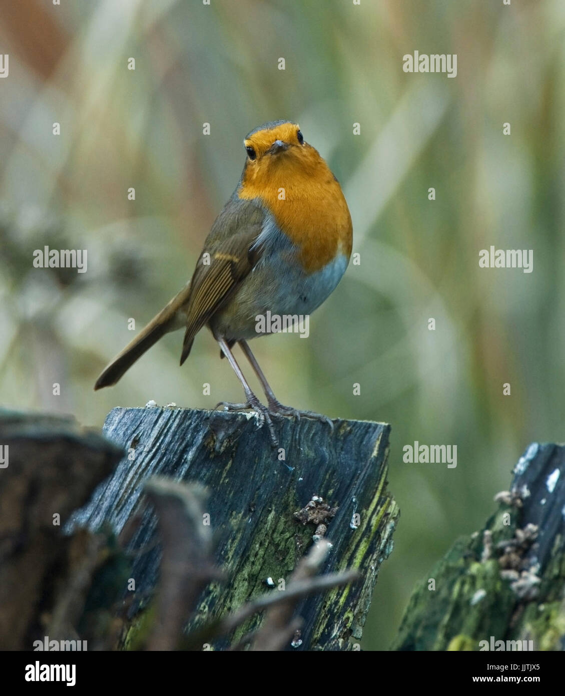 Robin, Scottish Highlands, + Pennington Flash, Leigh, And Cheshire ...