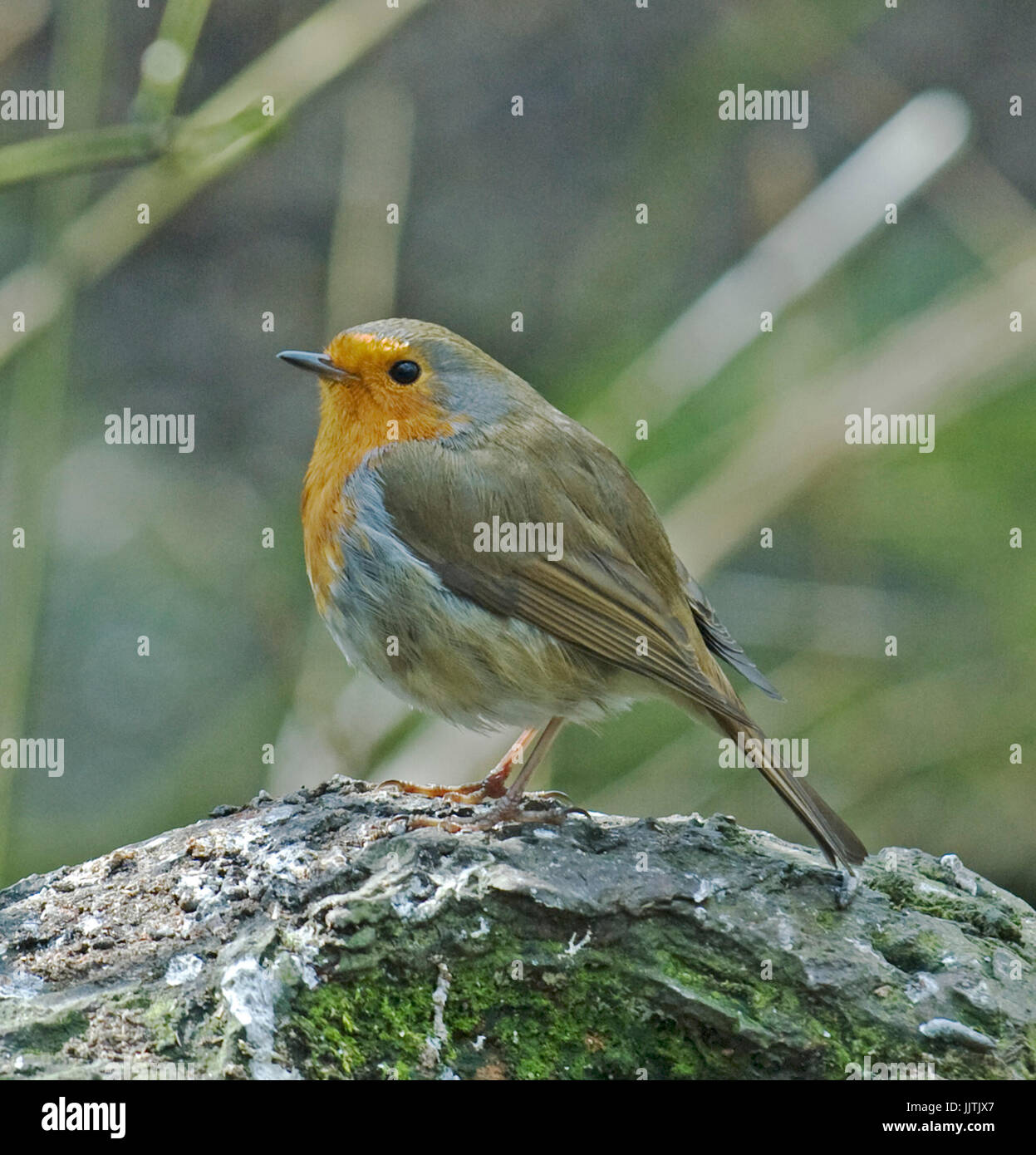 Robin, Scottish Highlands, + Pennington Flash, Leigh, And Cheshire ...