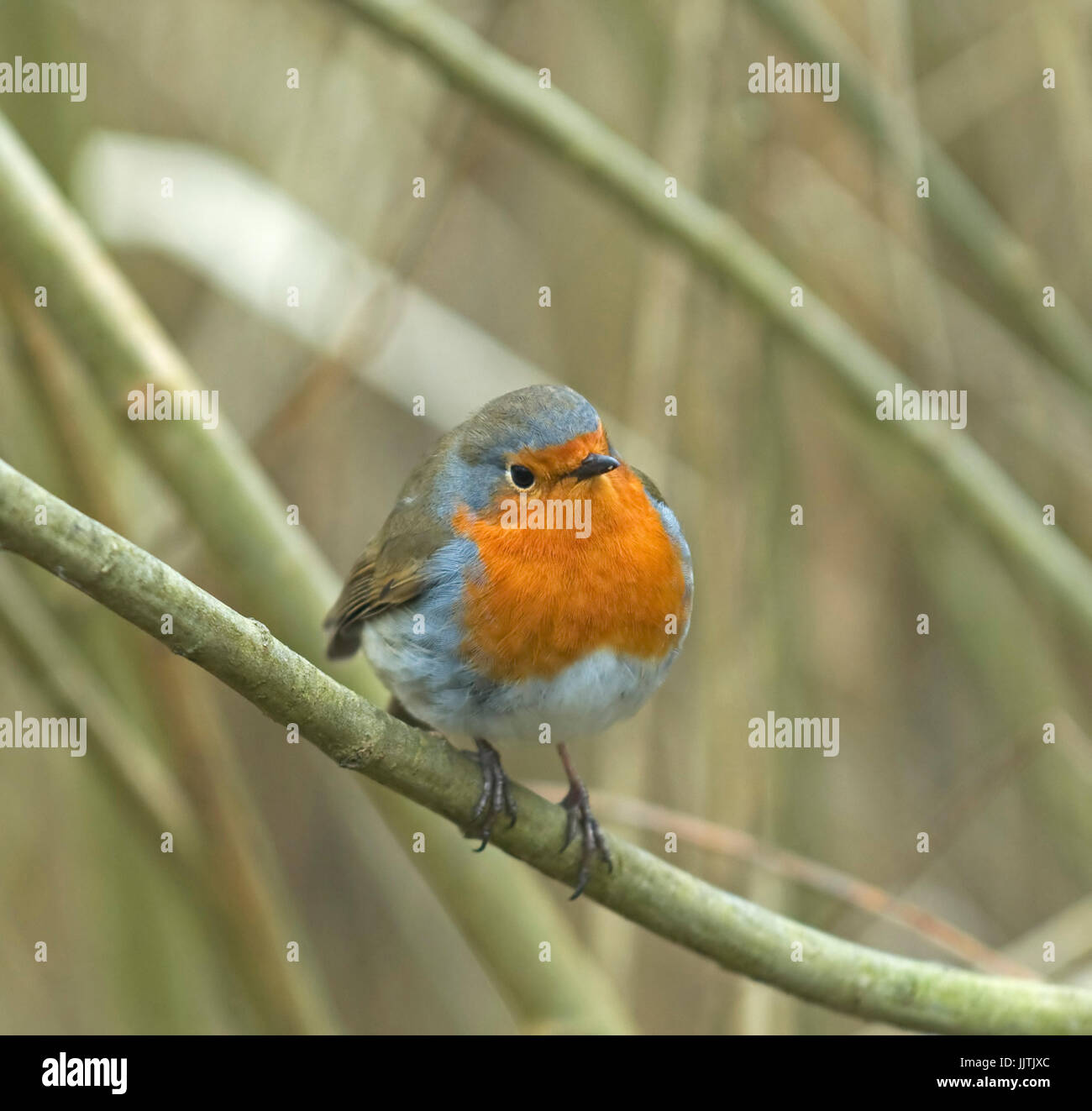 Wings flash hi-res stock photography and images - Alamy