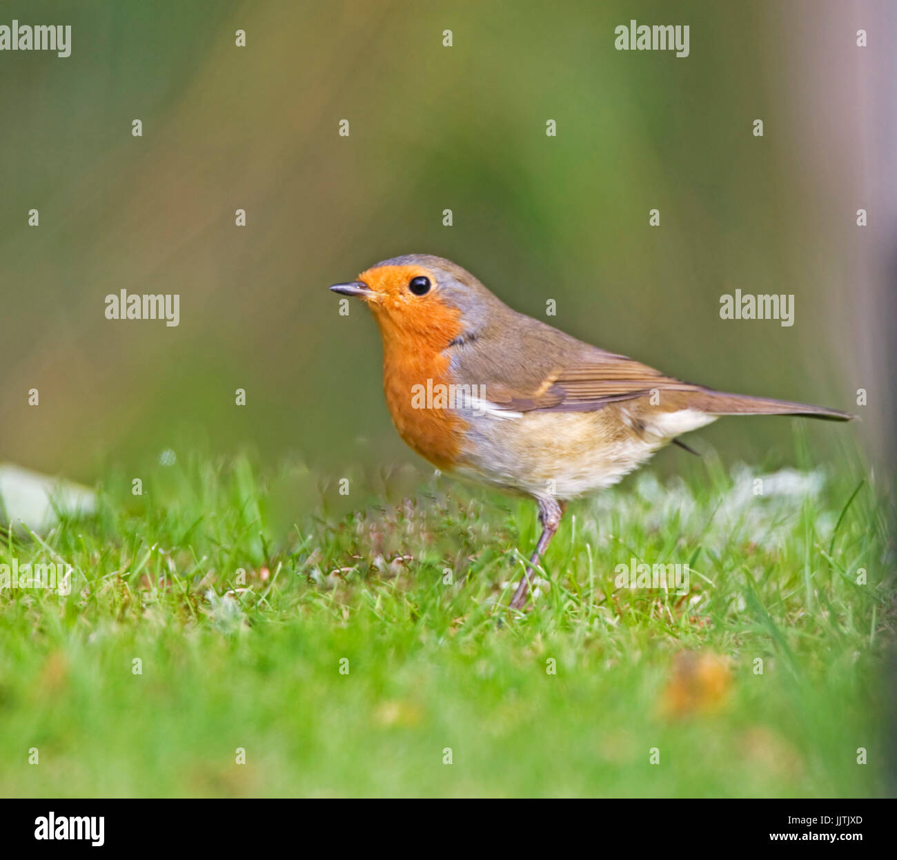 Robin, Scottish Highlands, + Pennington Flash, Leigh, And Cheshire ...