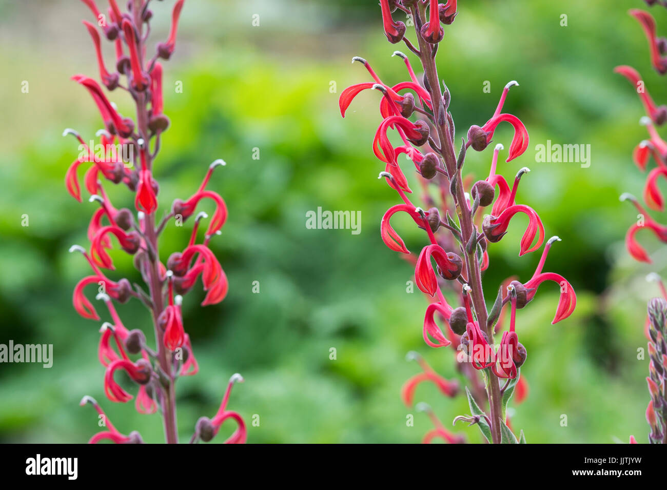 Devils heads hi-res stock photography and images - Alamy