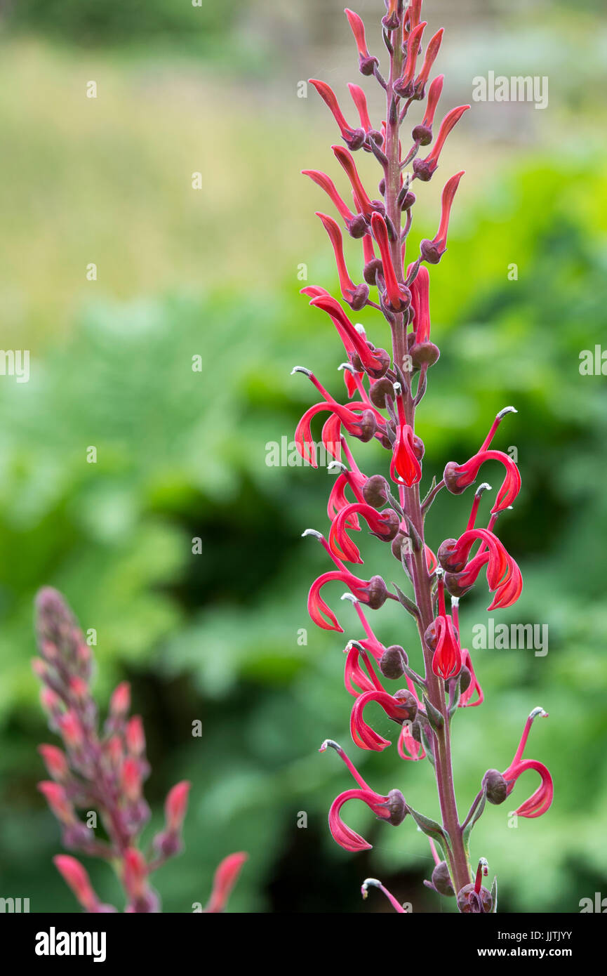 Lobelia tupa. Devil's tobacco flower Stock Photo - Alamy