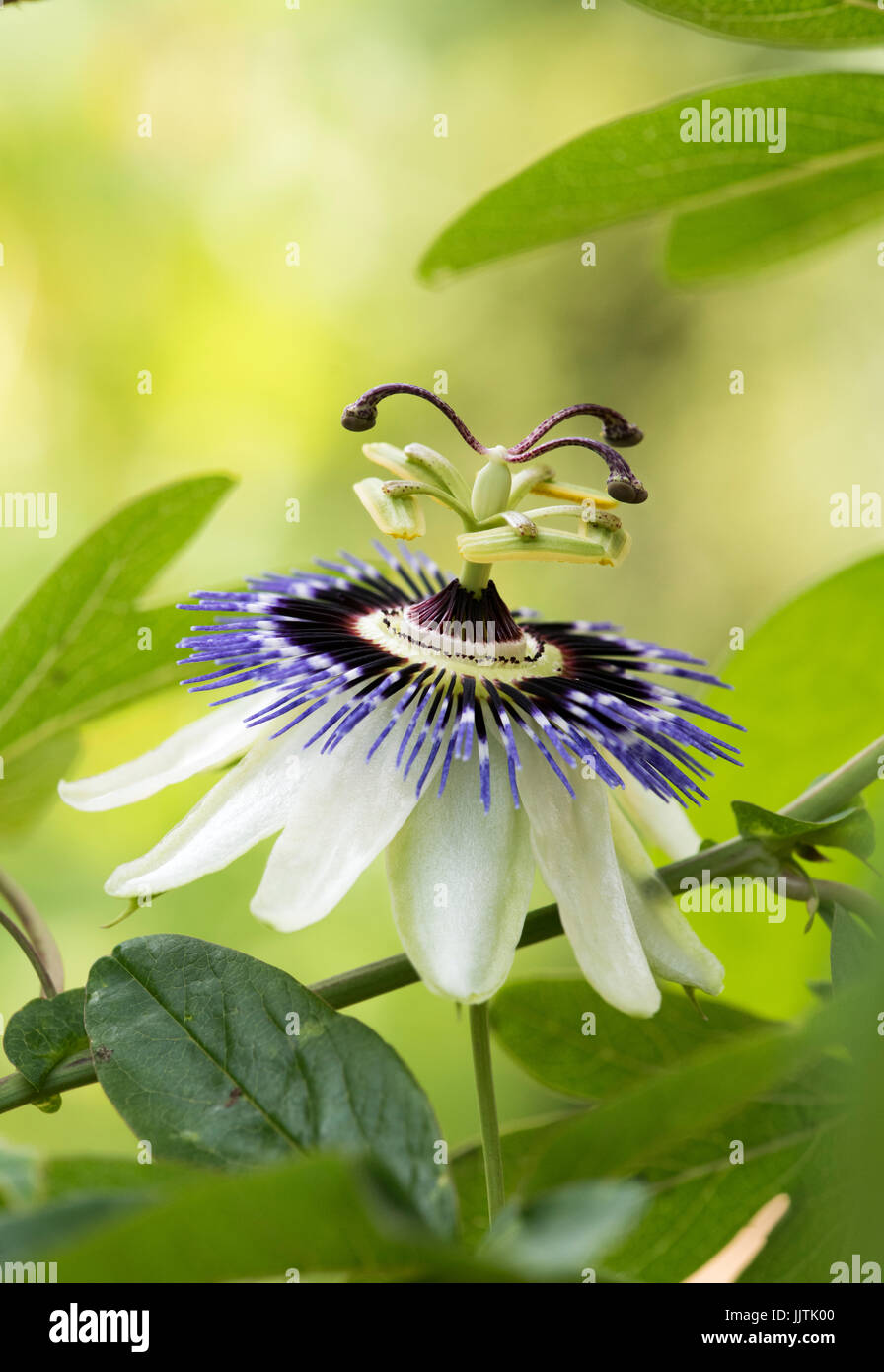 Blue flower passiflora caerulea hi-res stock photography and images - Alamy