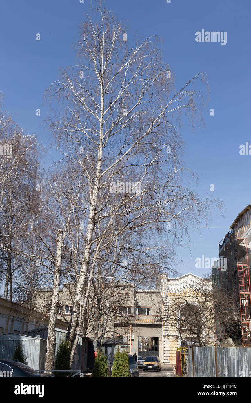 Birch tree without leaves hi-res stock photography and images - Alamy