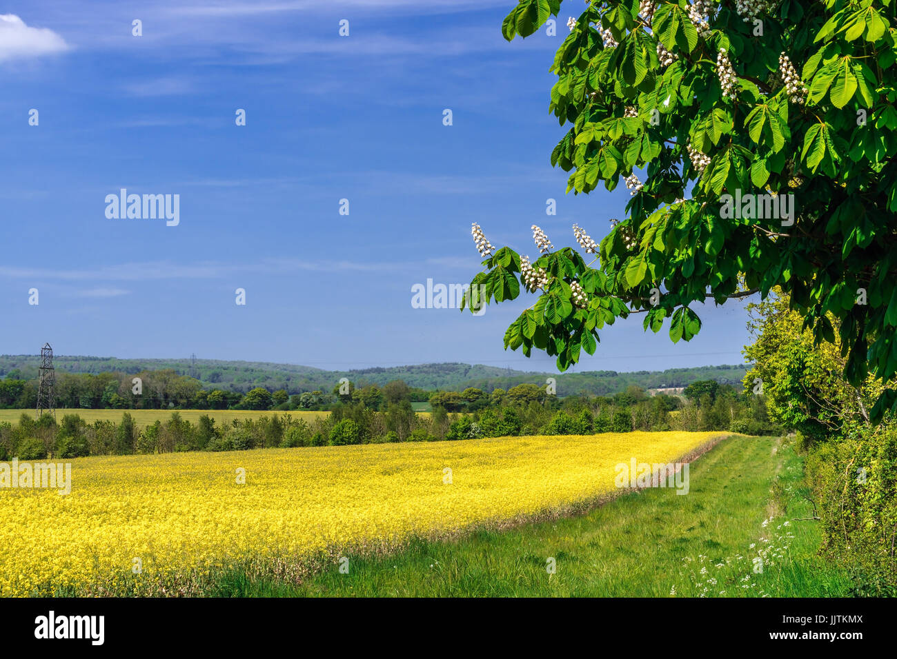 Spring Countryside in south downs Stock Photo - Alamy