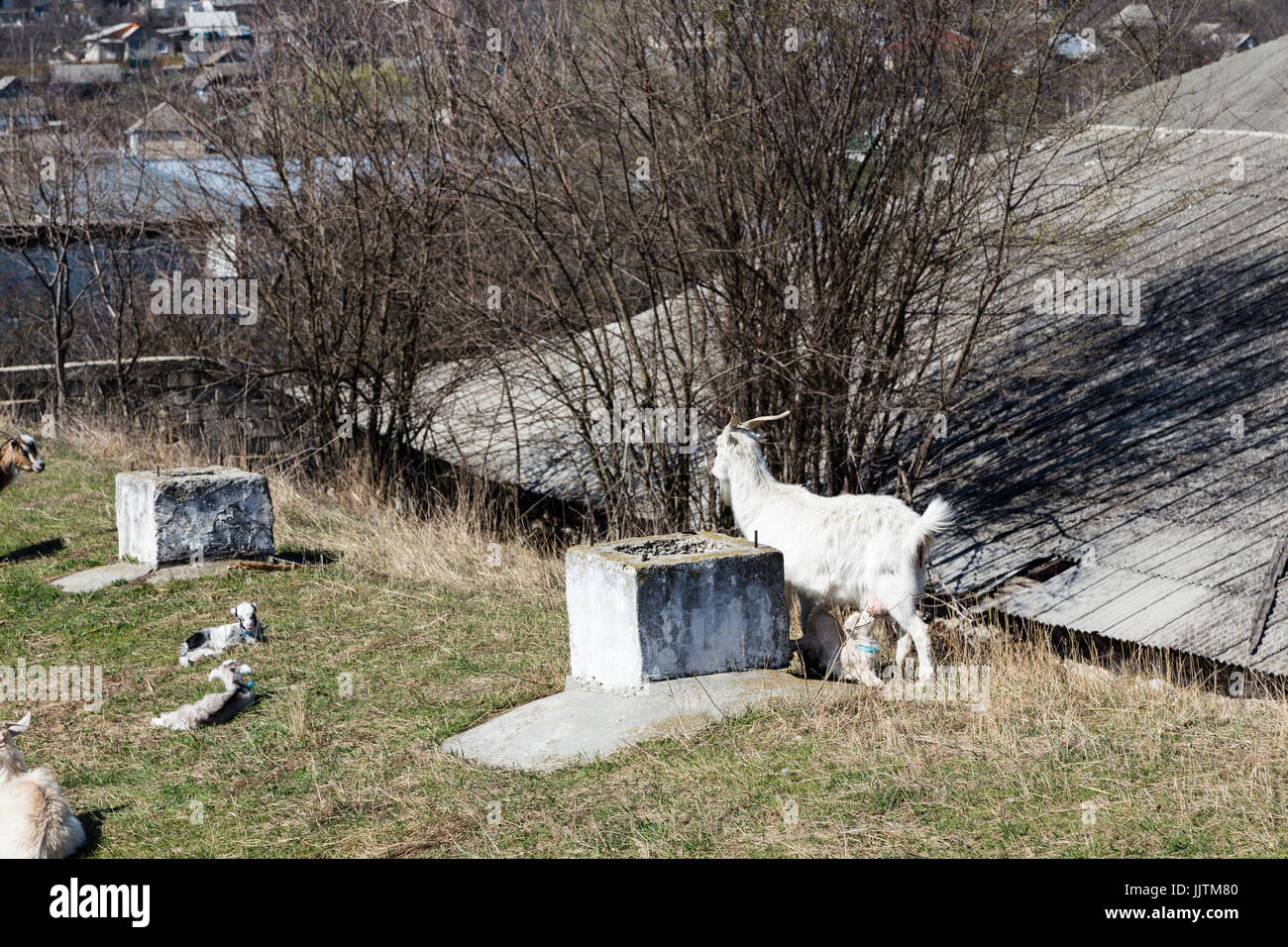 She-goat with kids. Rural landscape at the early spring Stock Photo - Alamy