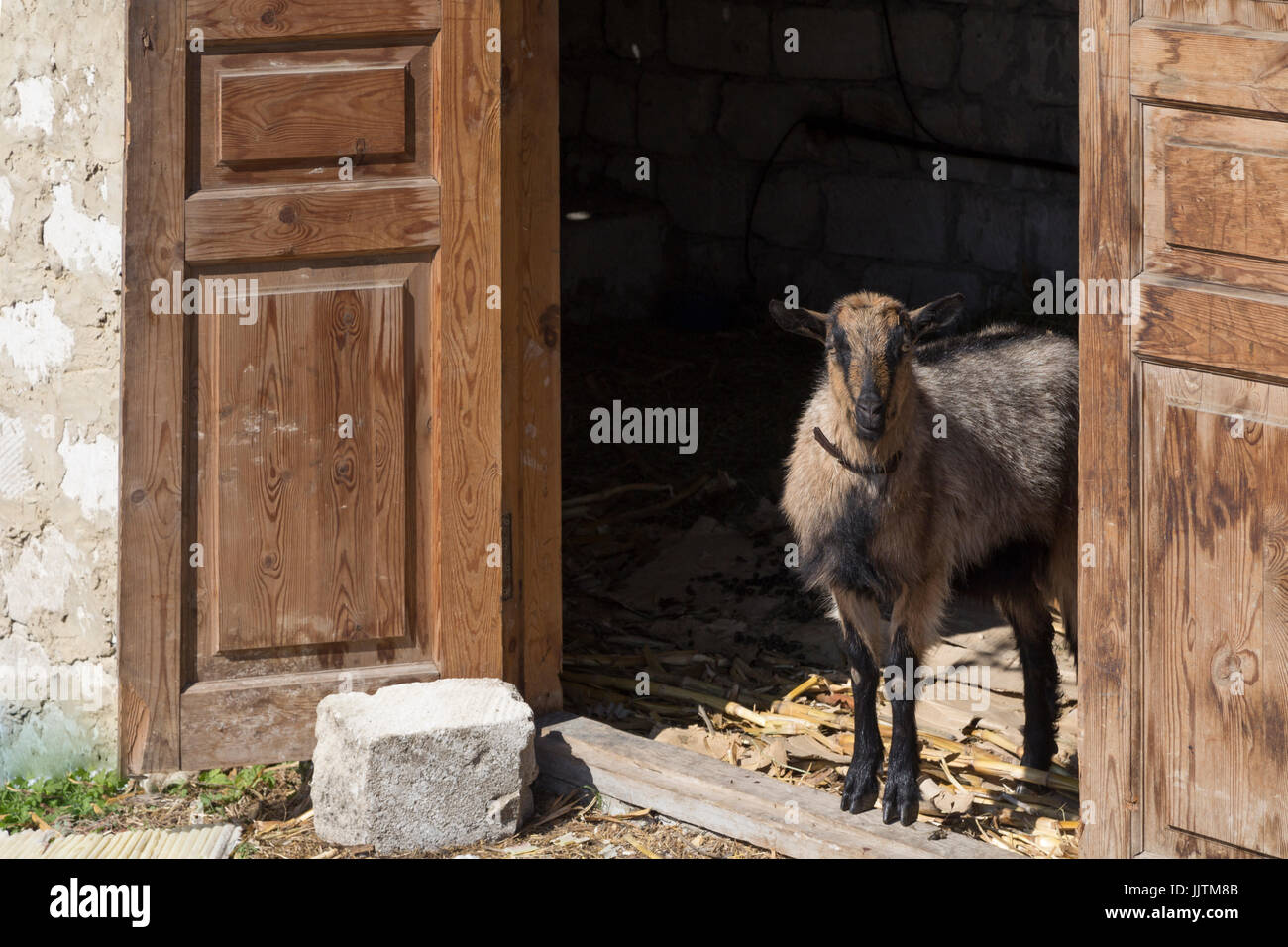 She goat hi-res stock photography and images - Alamy