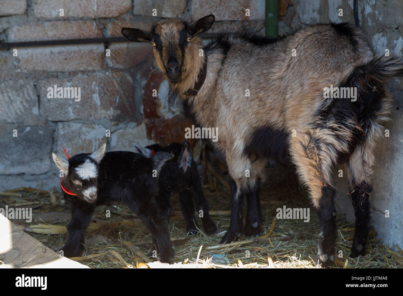 She-goat and kid in the shed. There is a limestone wall Stock Photo - Alamy