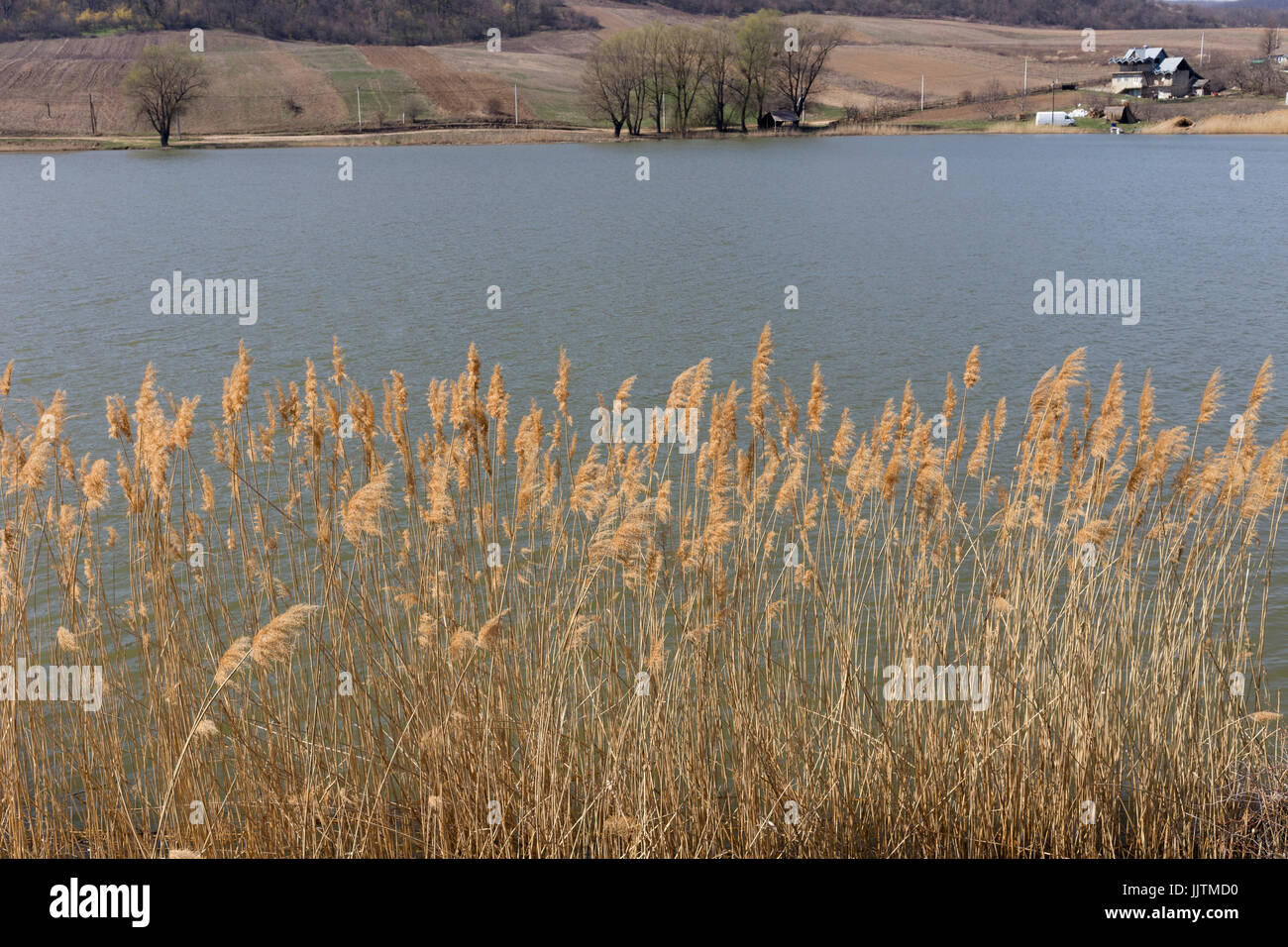 Spring view of lake with rush hi-res stock photography and images - Alamy