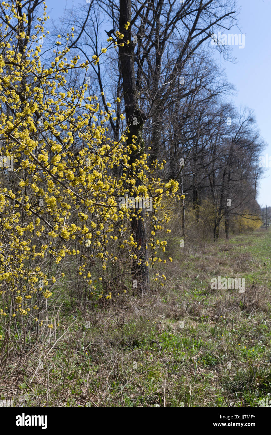 Bushes of a flowering forsythia. It is an ornamental eurasian shrub ...