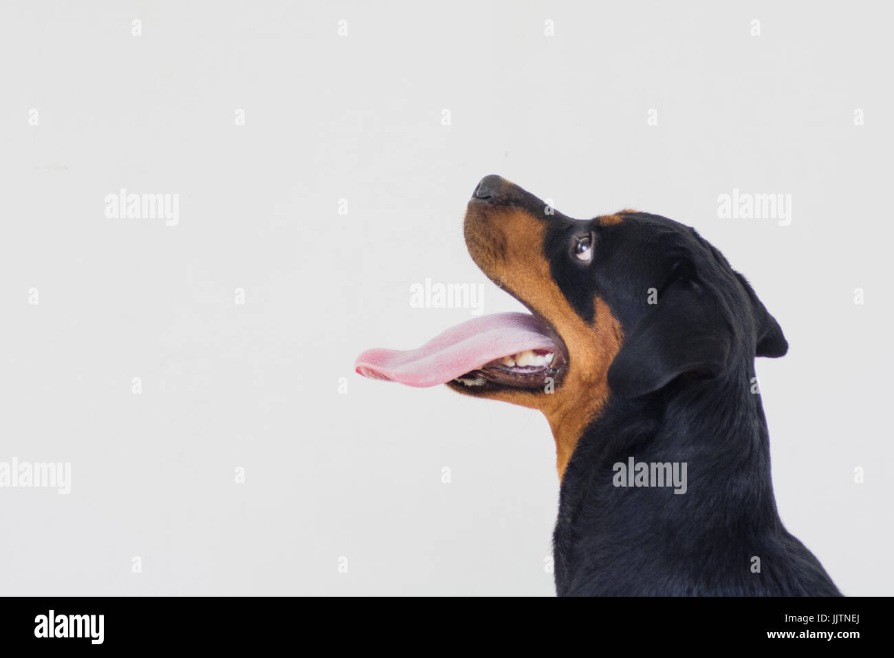 Happy rottweiler hi-res stock photography and images - Alamy