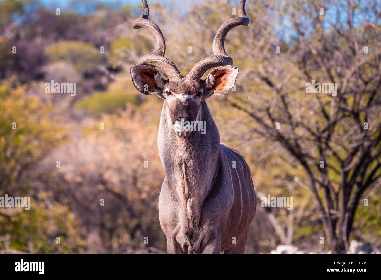 Greater kudu, Tragelaphus strepsiceros, in Namibia, Africa Stock Photo ...