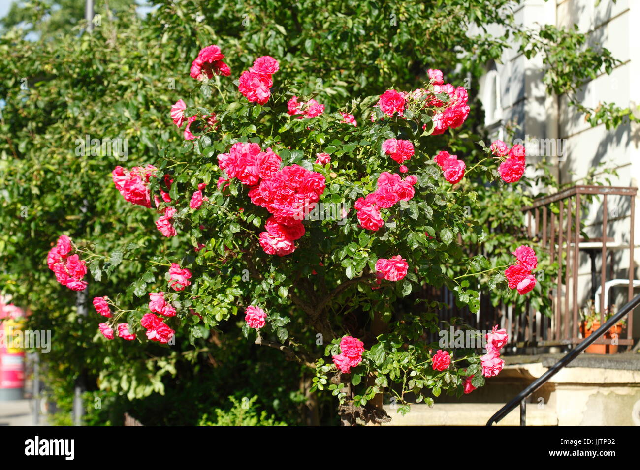 blossoming red colored Roses flowers Stock Photo - Alamy