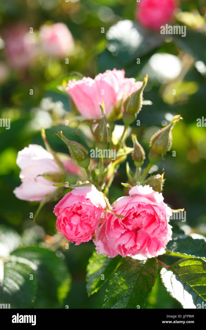 blossoming purple colored Roses flowers Stock Photo - Alamy