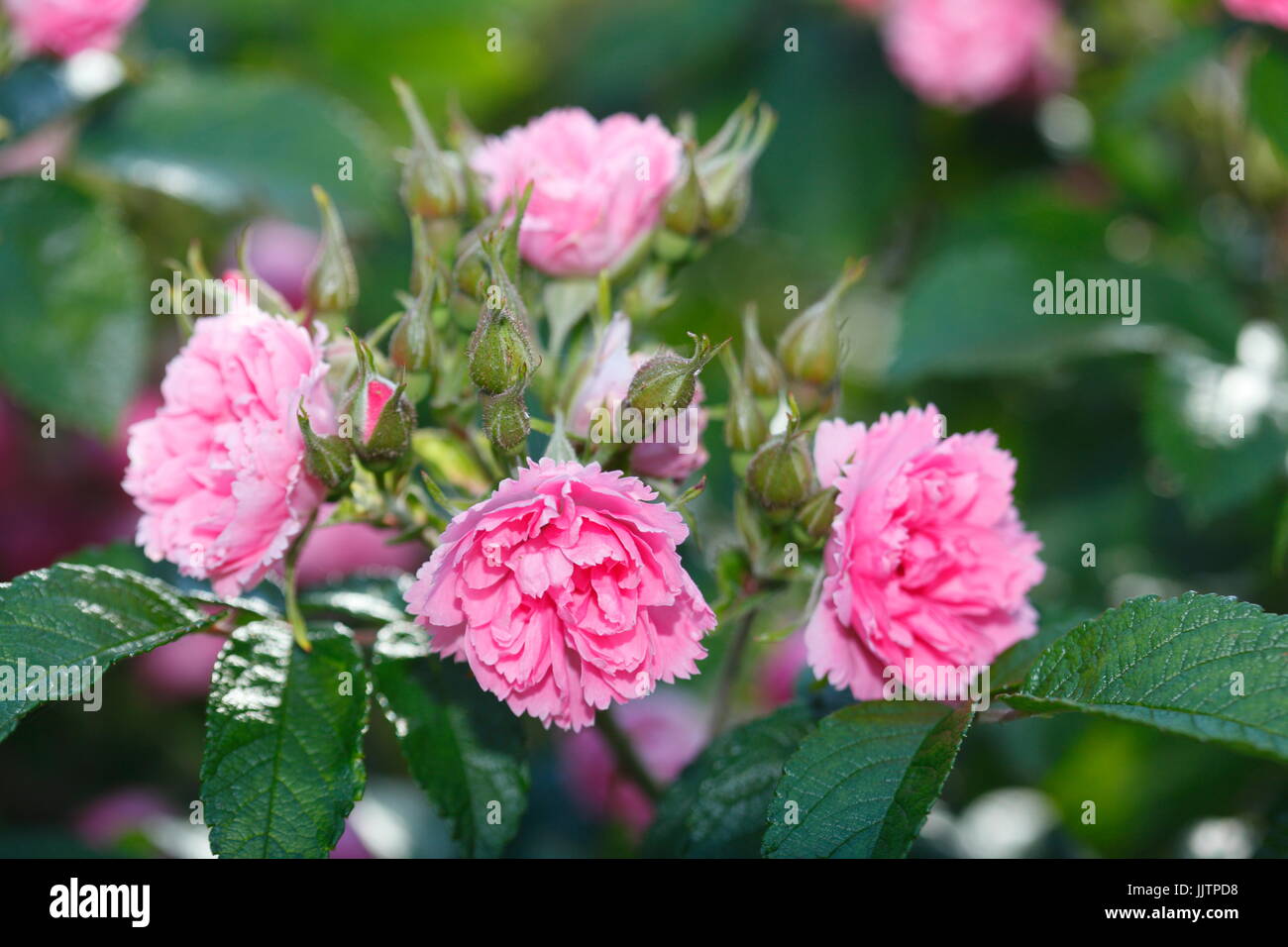 blossoming purple colored Roses flowers Stock Photo - Alamy