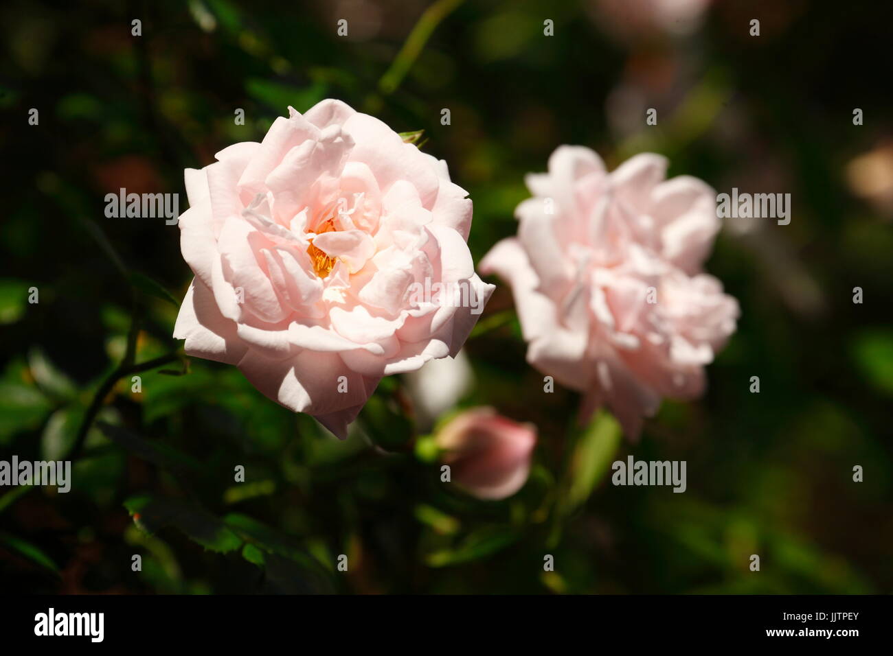 blossoming white colored Roses flowers Stock Photo - Alamy