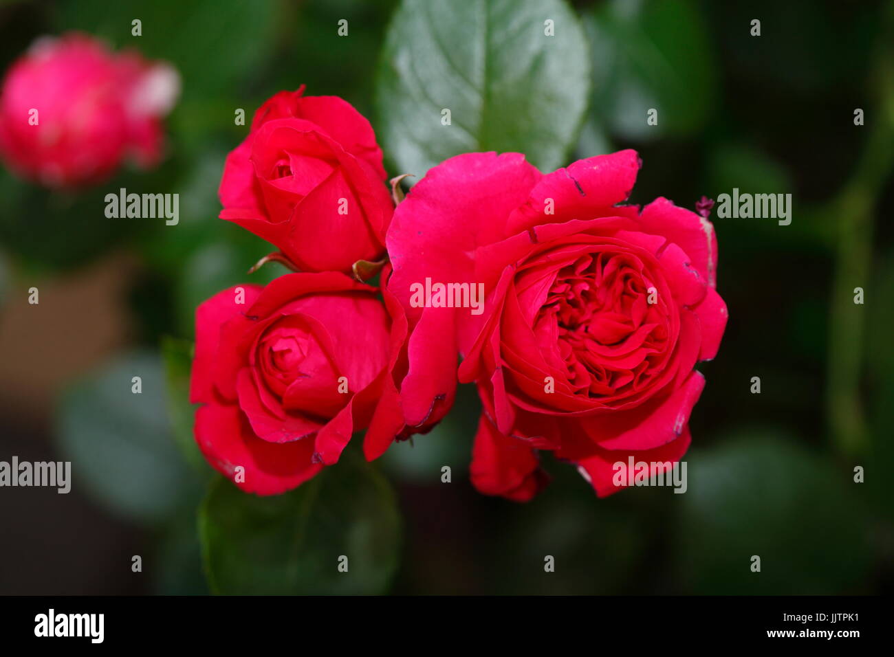 blossoming red colored Roses flowers Stock Photo - Alamy