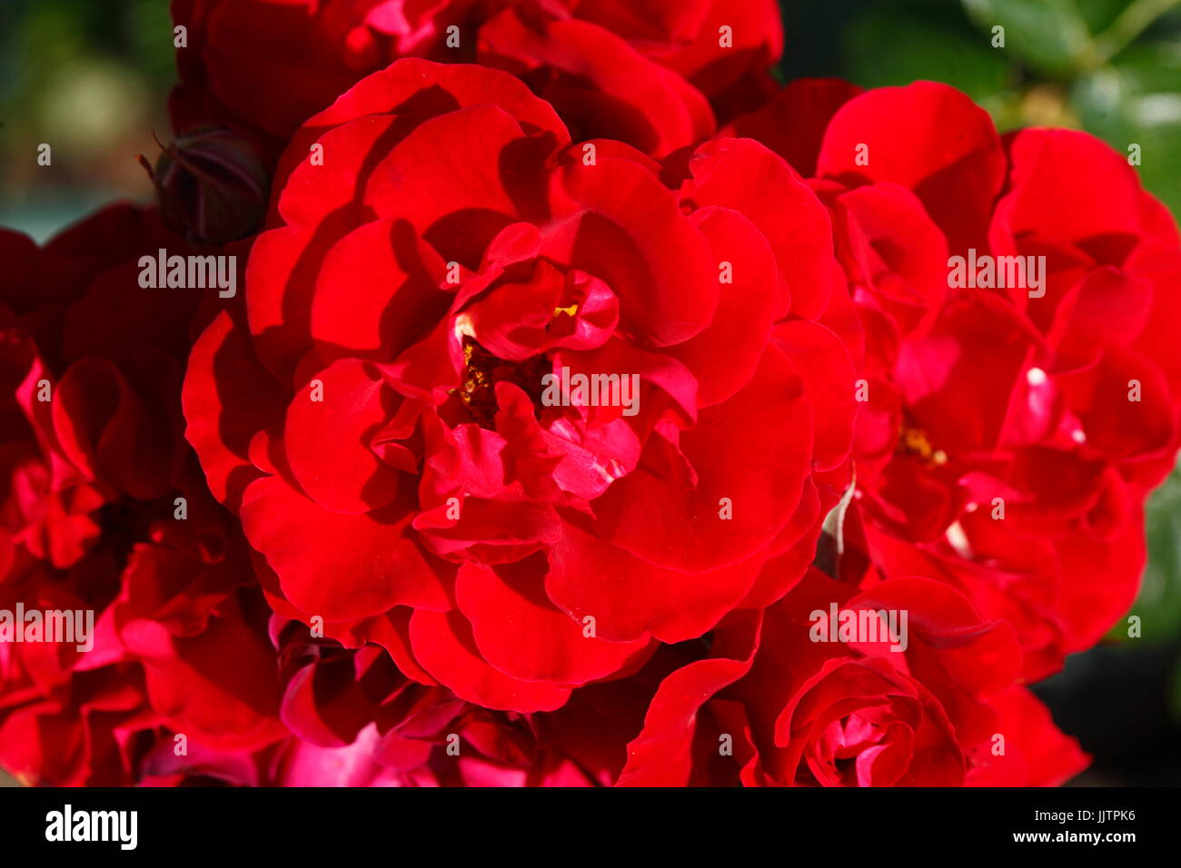 blossoming red colored Roses flowers Stock Photo - Alamy