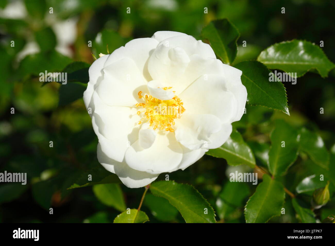 blossoming white colored Roses flowers Stock Photo - Alamy