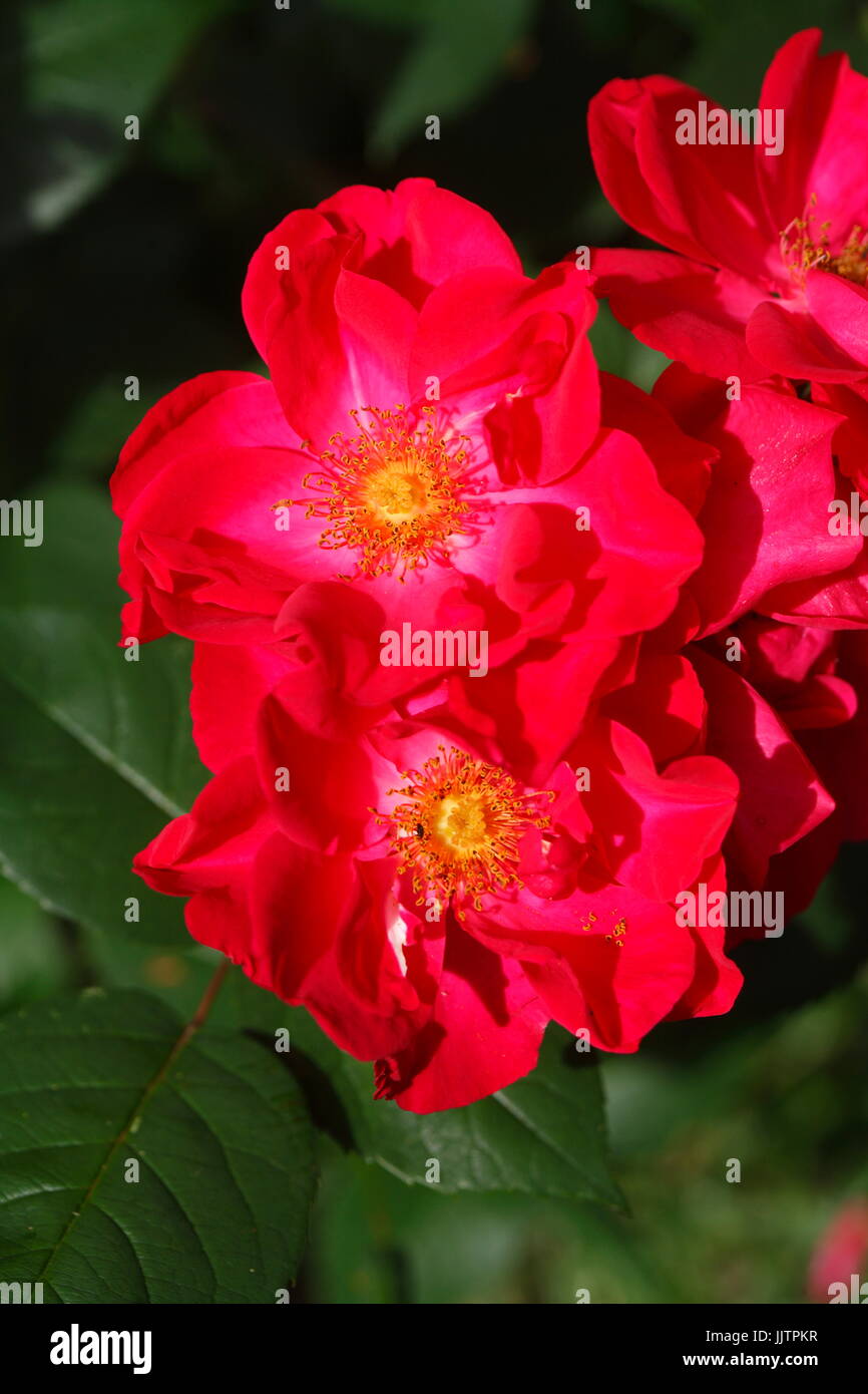 blossoming red colored Roses flowers Stock Photo - Alamy