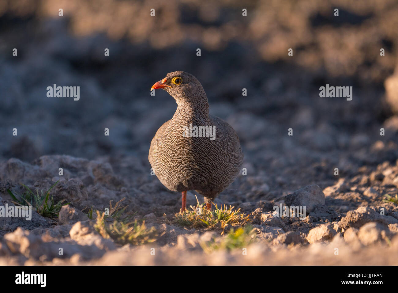 Red billed francolin hi-res stock photography and images - Alamy