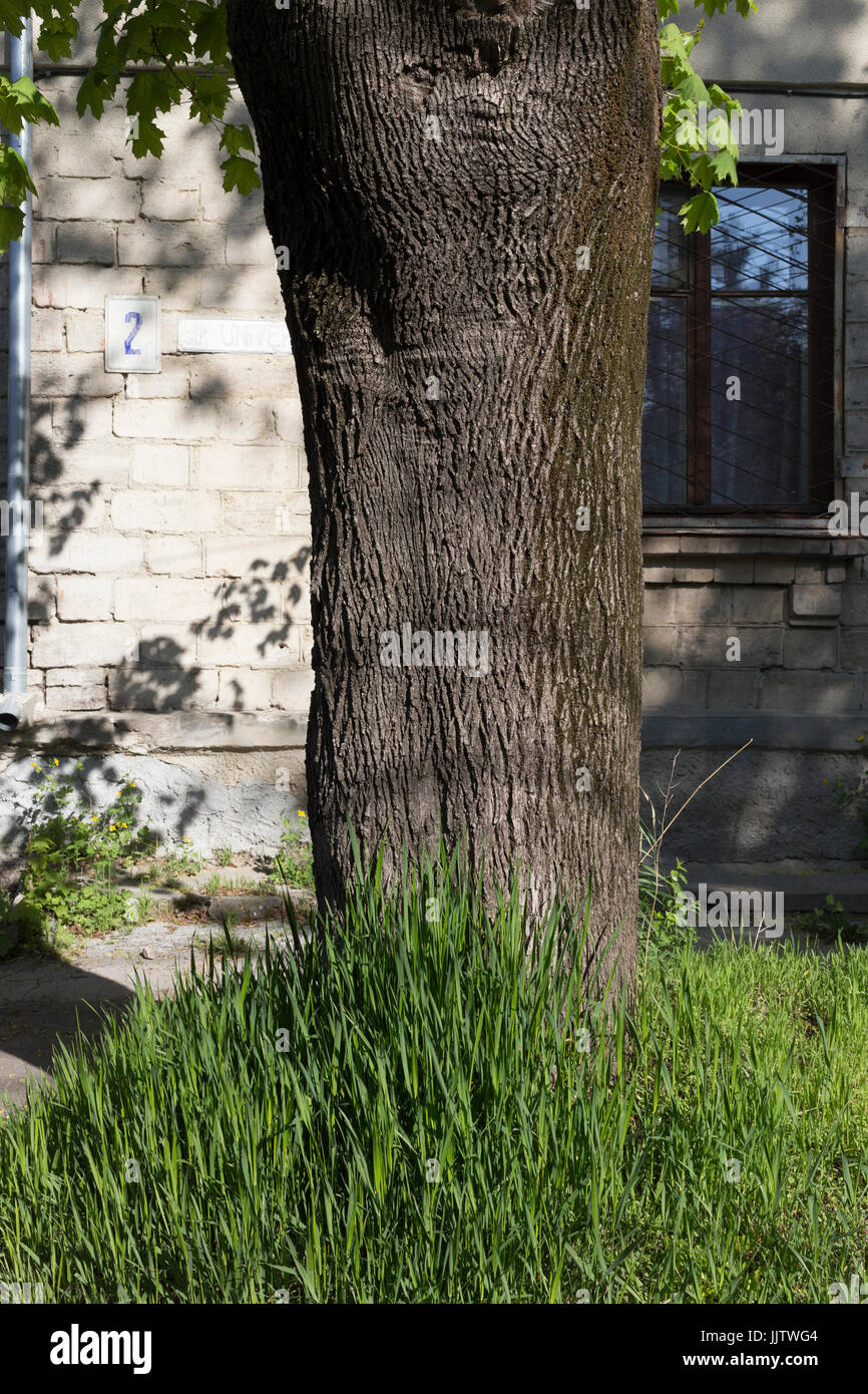 Big stem hi-res stock photography and images - Alamy