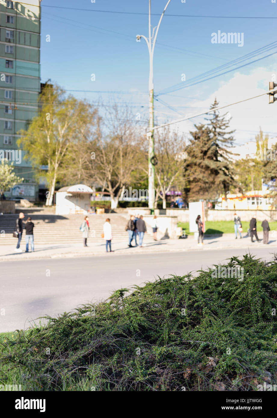 Shrub of box tree. The box tree located on the foreground and the ...