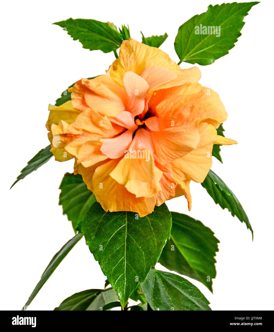 Yellow-orange Japanese Rose, Rosa rugosa, hibiscus rosa-sinensis, close ...