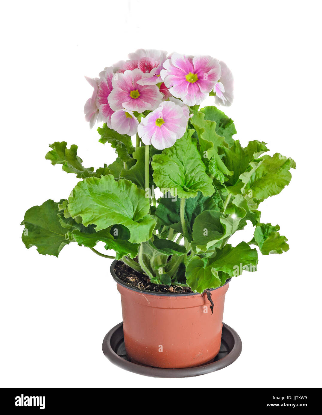 Primula obconica touch me, pink with white flowers in a flowerpot ...