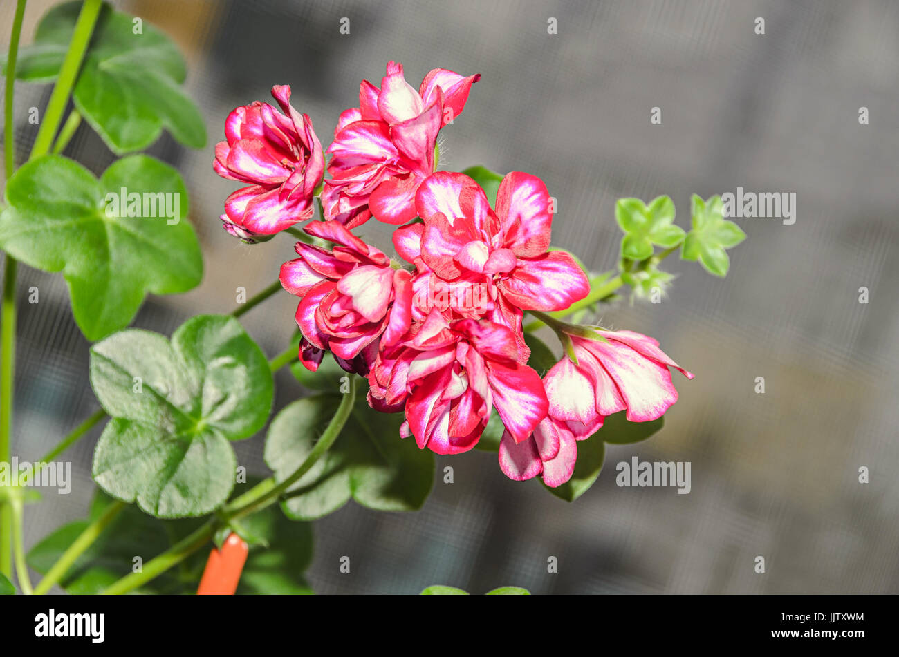 Red with white geraniums flowers, Pelargonium close up Stock Photo - Alamy