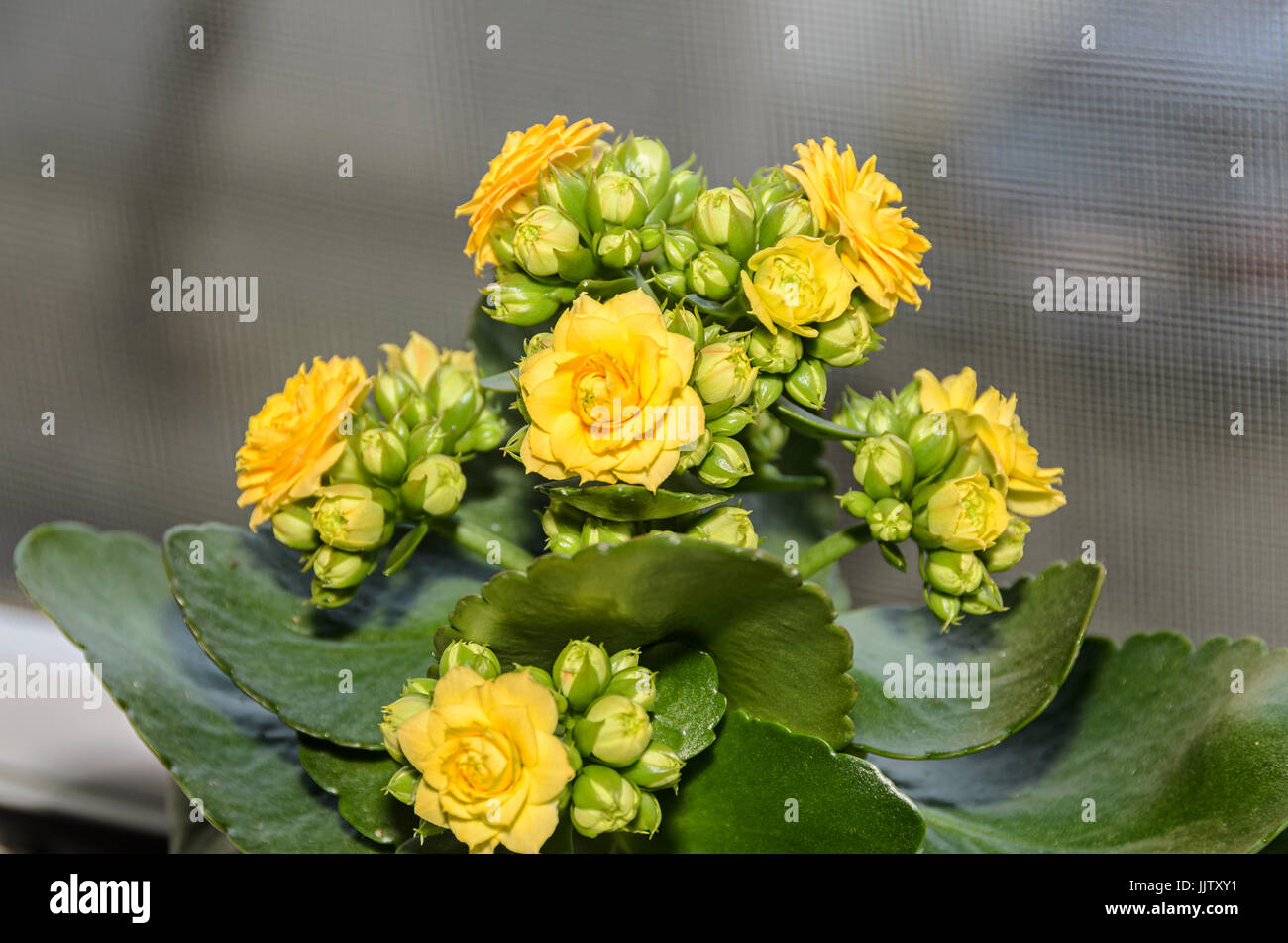 Yellow Calandiva flowers Kalanchoe, family Crassulaceae, close up ...
