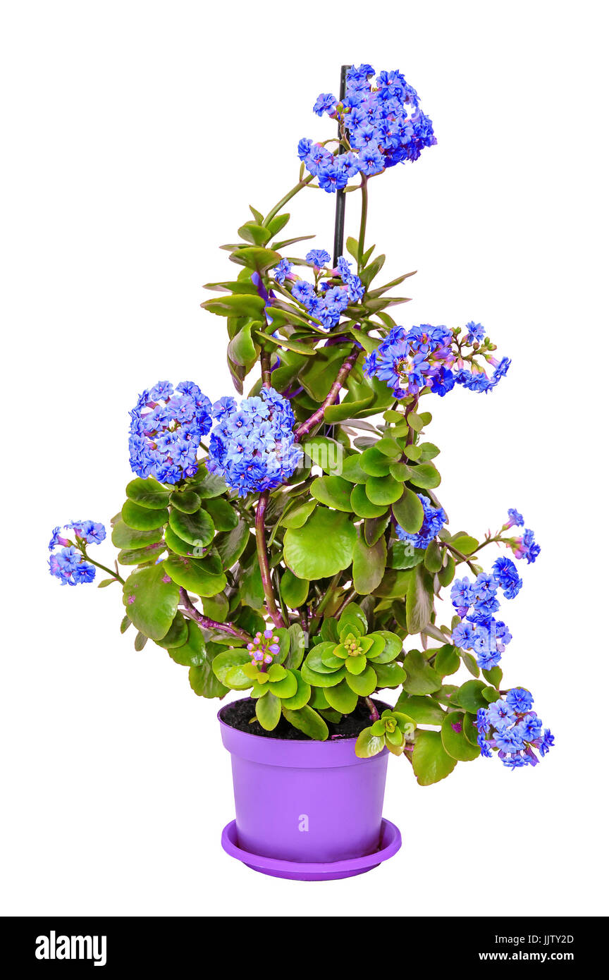Blue mauve Calandiva flowers in a violet vase, Kalanchoe, family ...