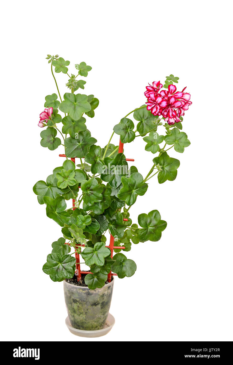 Red with white geraniums ornamental flower, Pelargonium isolated on ...