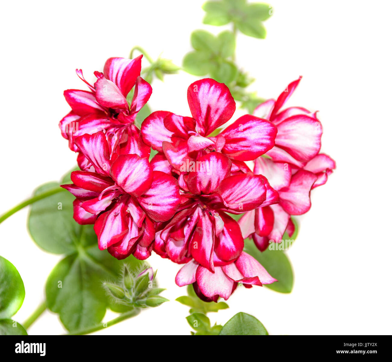 Red with white geraniums ornamental flower, Pelargonium isolated on ...
