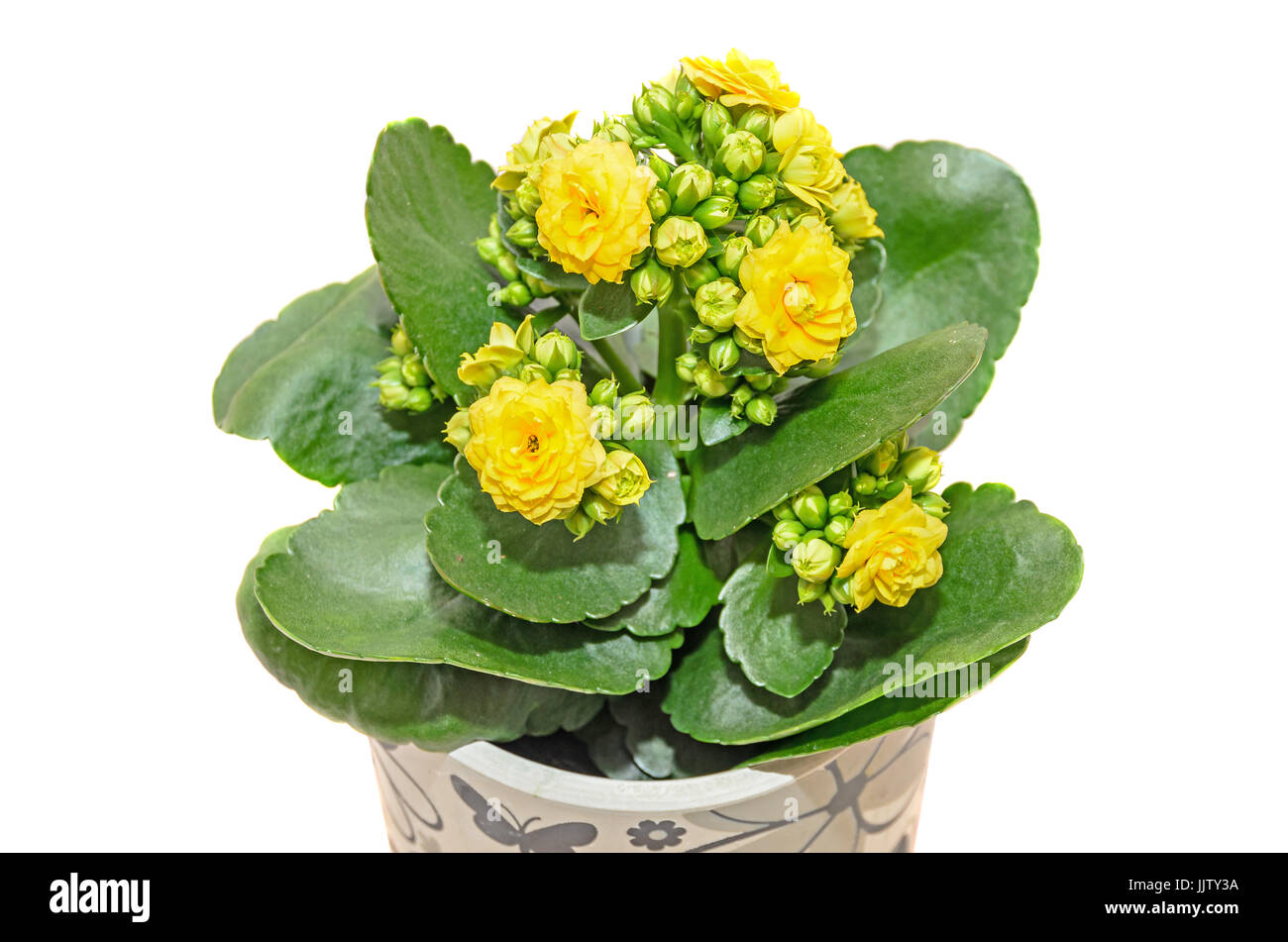 Family Crassulaceae Stock Photos & Family Crassulaceae Stock Images - Alamy