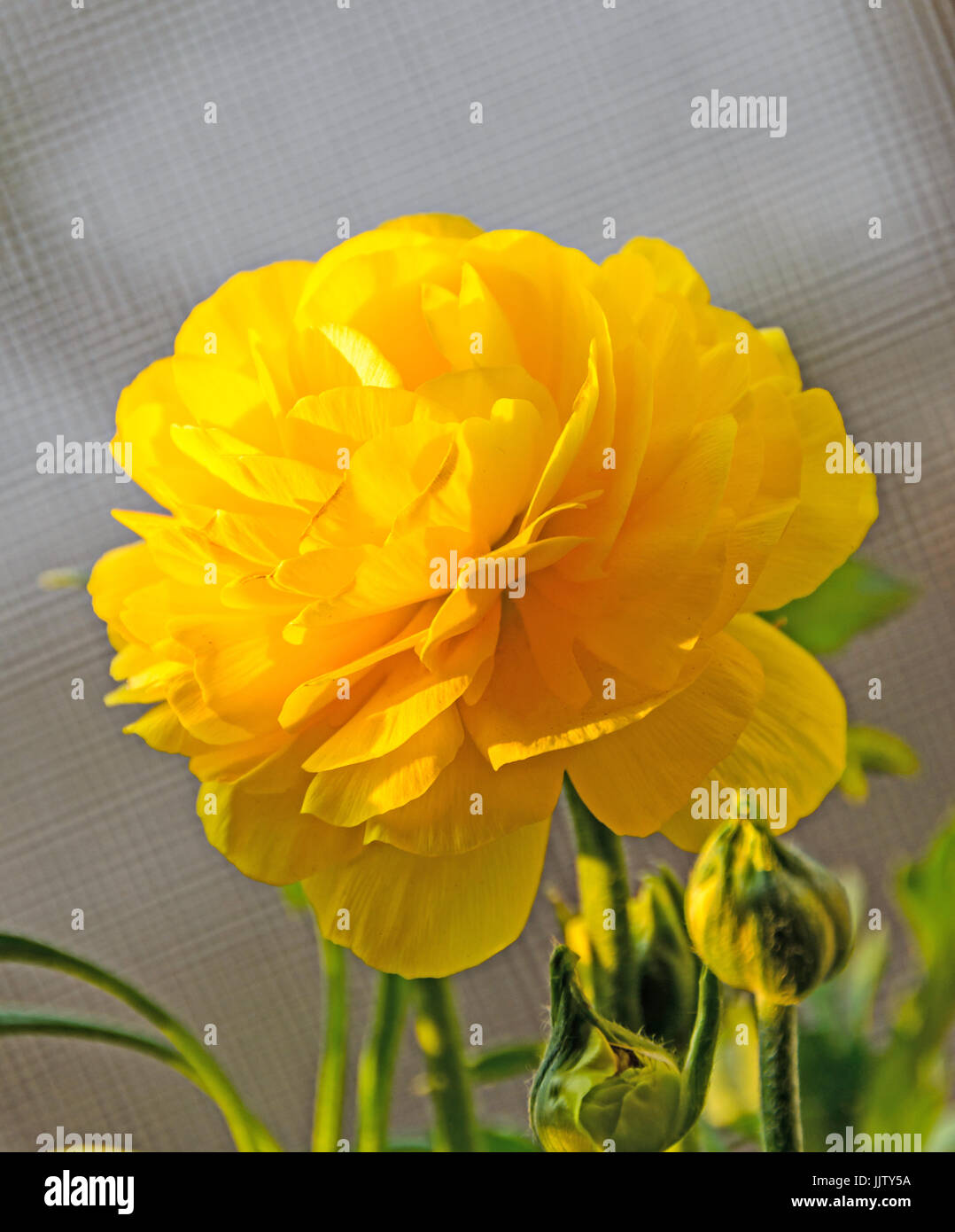Yellow Ranunculus flower, Ranunculaceae family. Genus include the ...