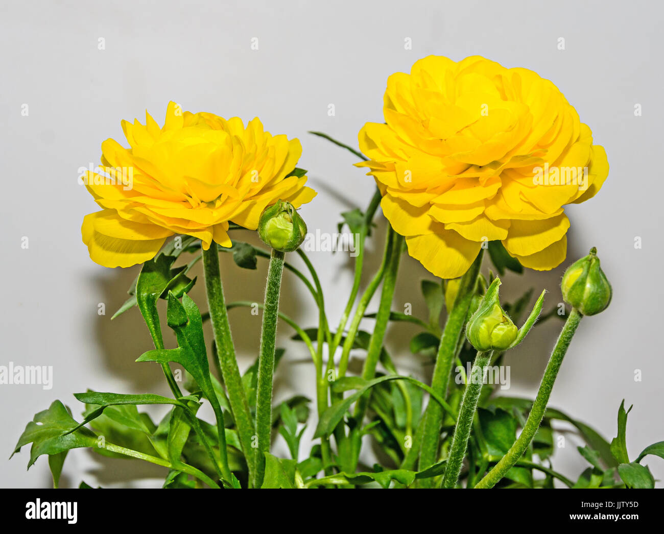 Yellow Ranunculus flower, Ranunculaceae family. Genus include the ...