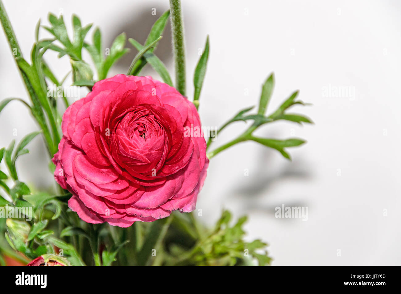Dark red Ranunculus flower, Ranunculaceae family. Genus include the ...