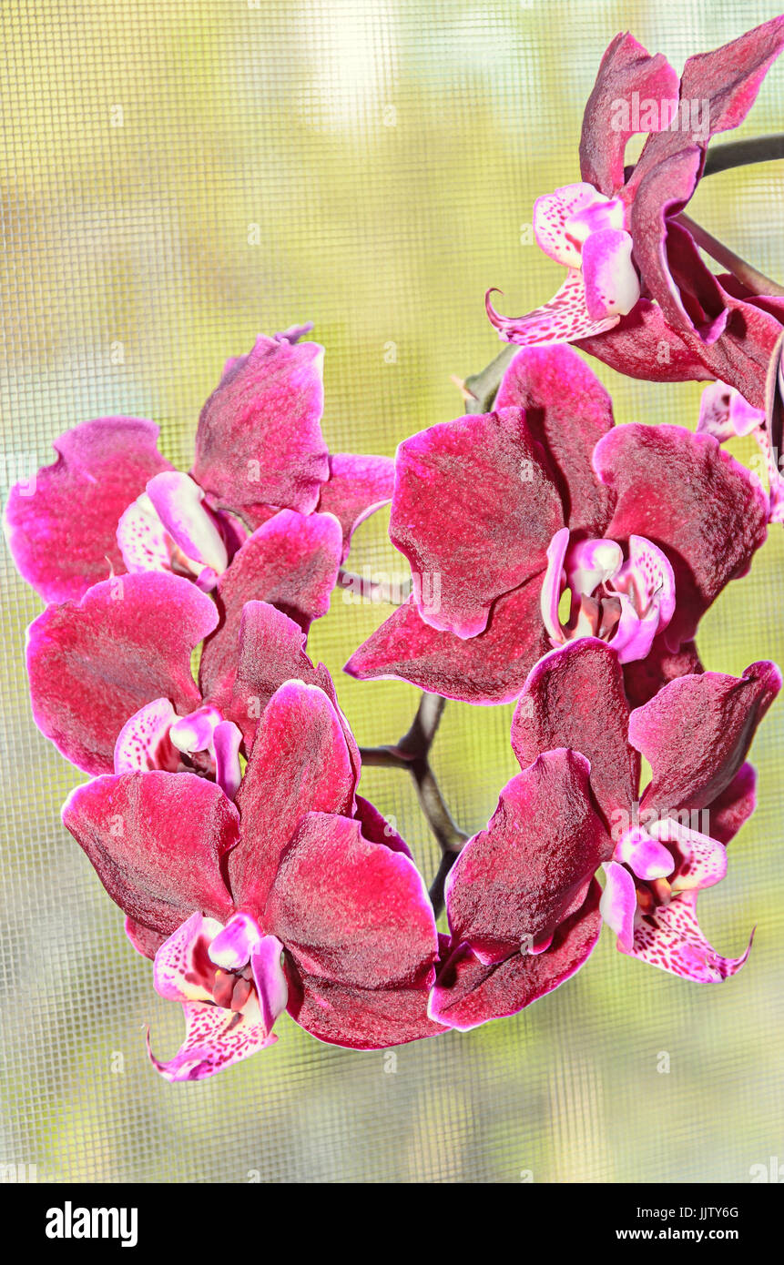 Dark red orchid close up branch flowers, isolated on bokeh background ...