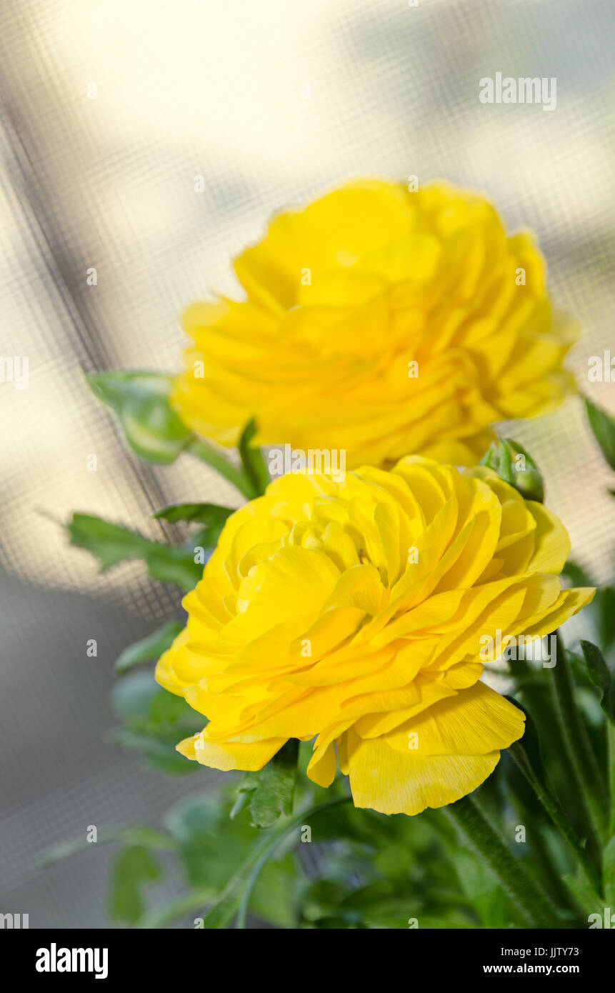 Yellow Ranunculus flower, Ranunculaceae family. Genus include the ...