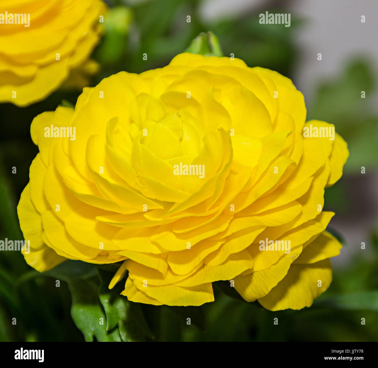 Yellow Ranunculus flower, Ranunculaceae family. Genus include the ...