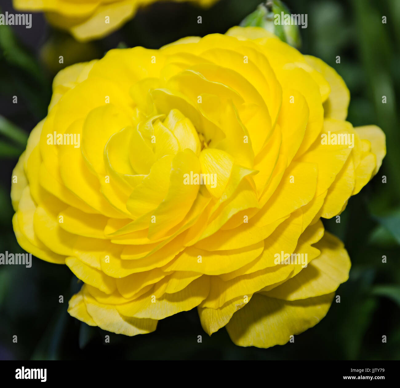 Yellow Ranunculus flower, Ranunculaceae family. Genus include the ...