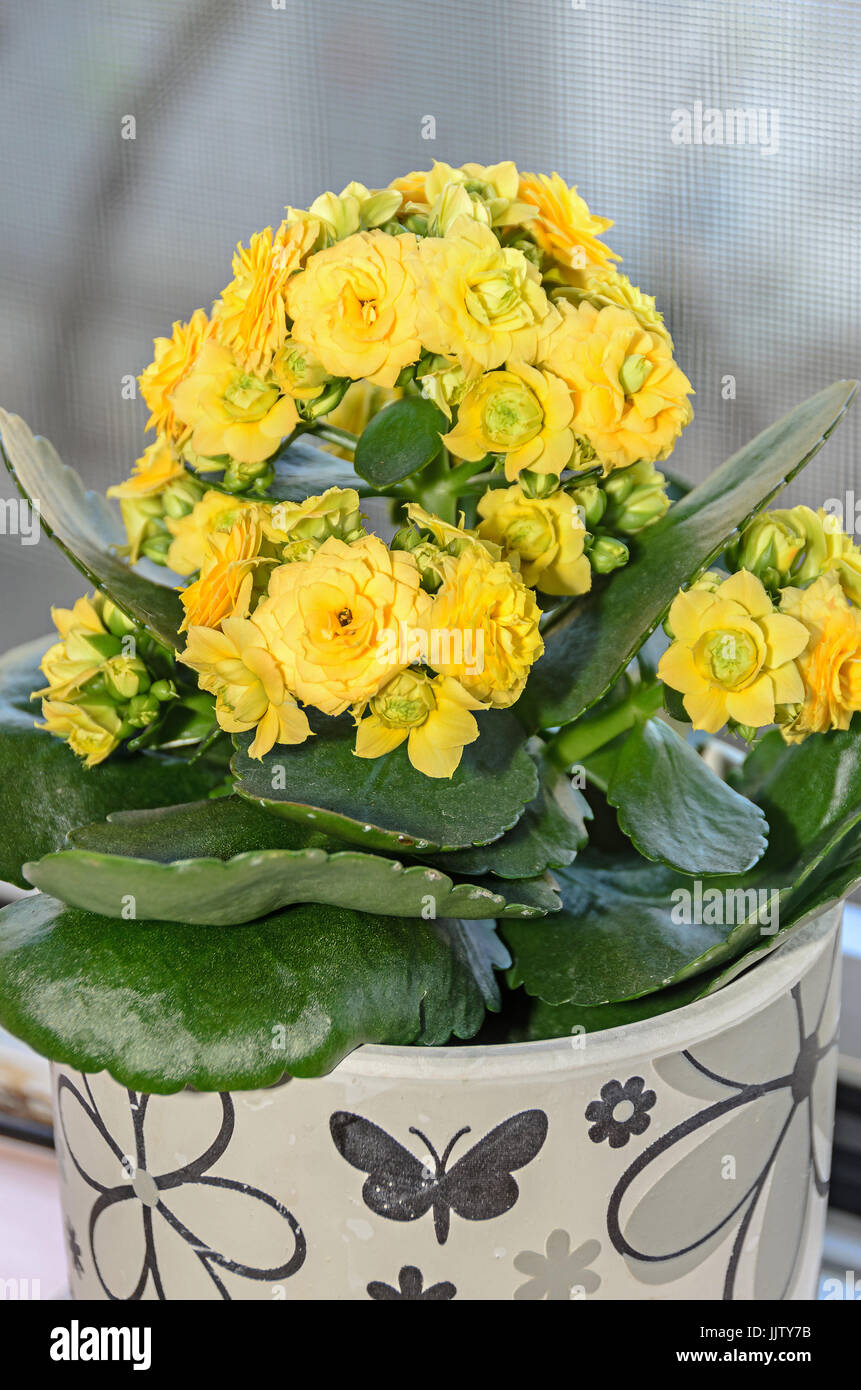 Yellow Calandiva flowers Kalanchoe, family Crassulaceae, flowerpot ...
