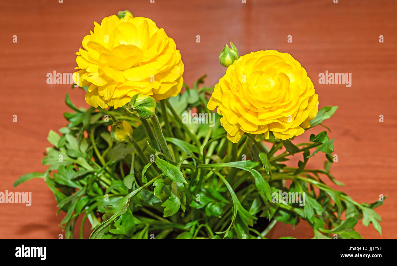 Yellow Ranunculus flowers, Ranunculaceae family. Genus include the ...