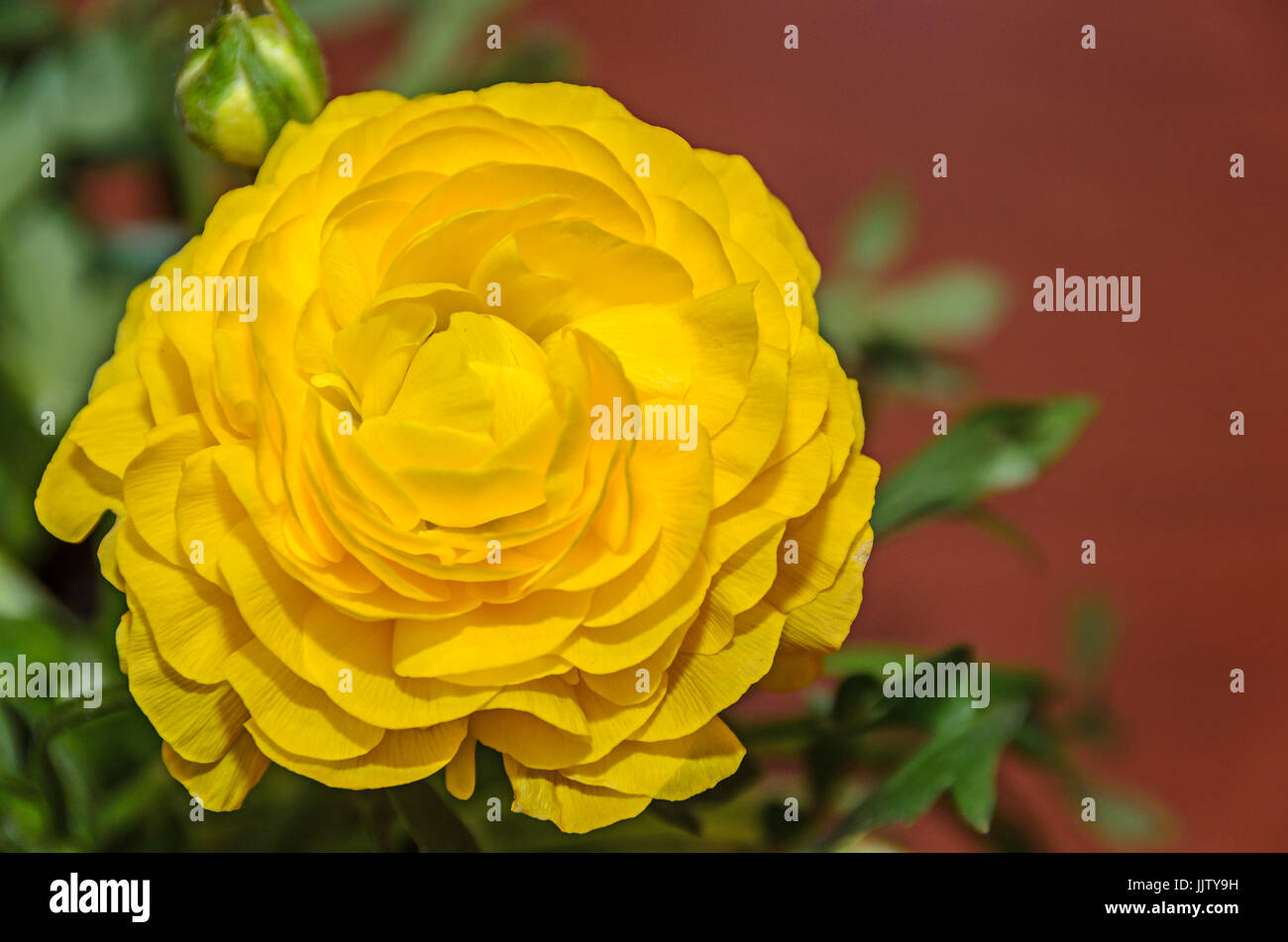 Yellow Ranunculus flowers, Ranunculaceae family. Genus include the ...