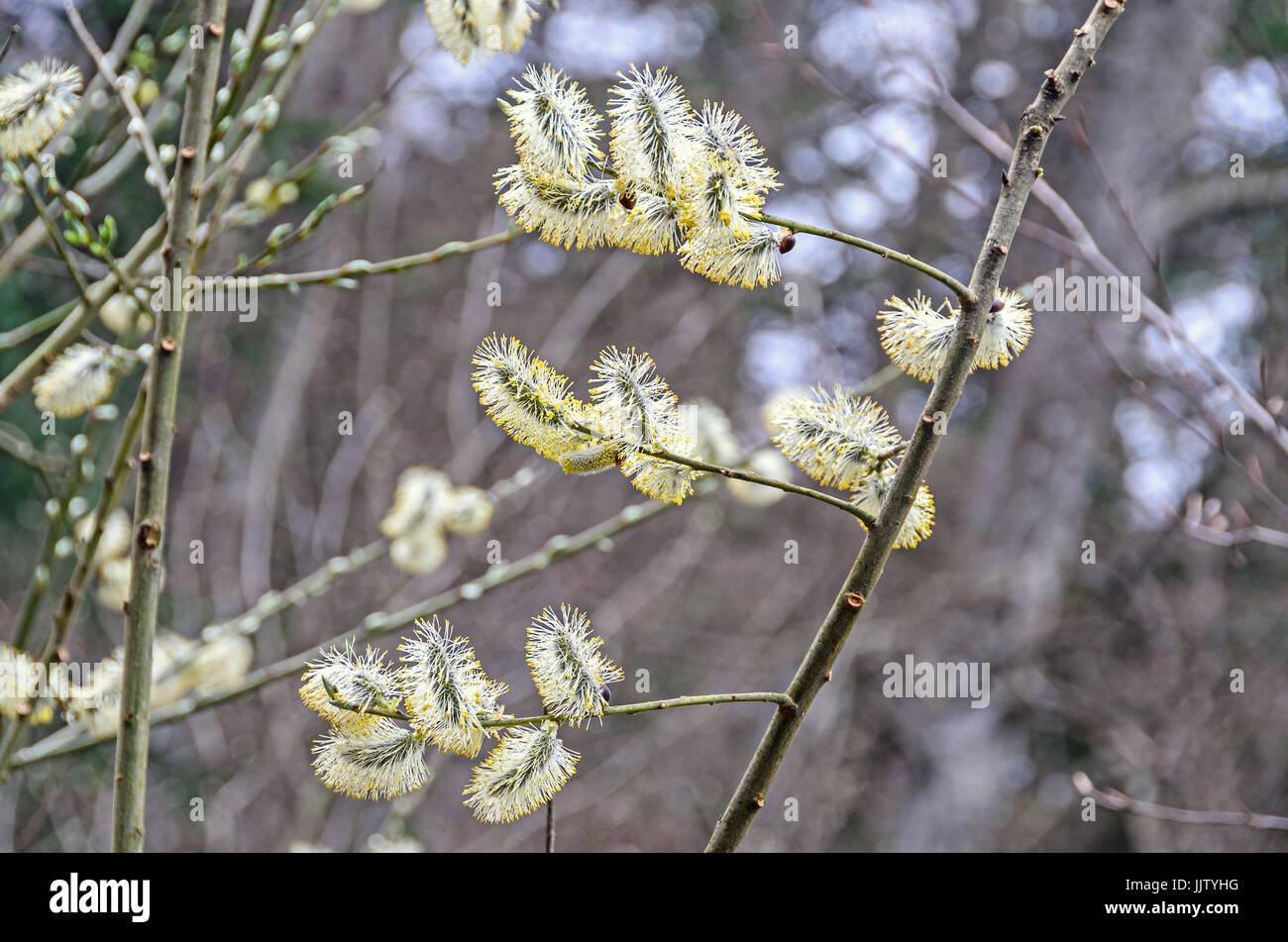 Populus tremula catkin hi-res stock photography and images - Alamy