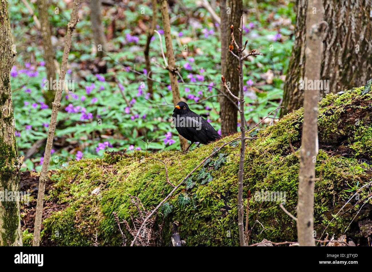 Blackbird Flying Isolated High Resolution Stock Photography and Images ...